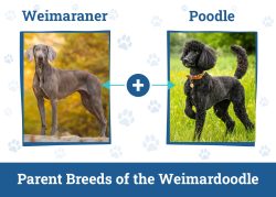 Weimardoodle (Weimaraner & Poodle Mix): Info, Pictures, Care & More ...