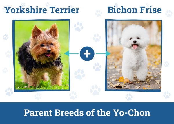 Yo-Chon (Yorkshire Terrier & Bichon Frise Mix): Info, Pictures, Care ...