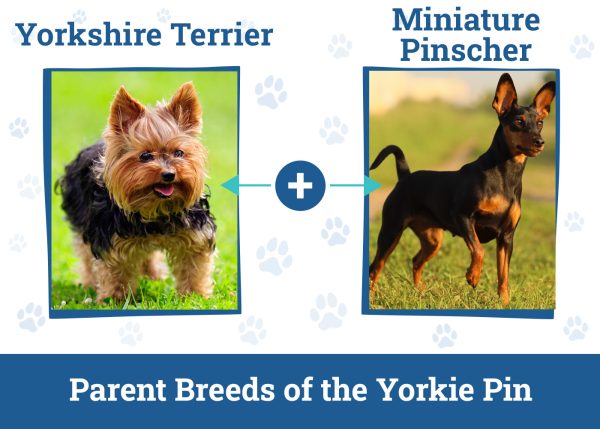 Yorkie Pin Dog Breed: Info, Pictures, Care & More – Dogster