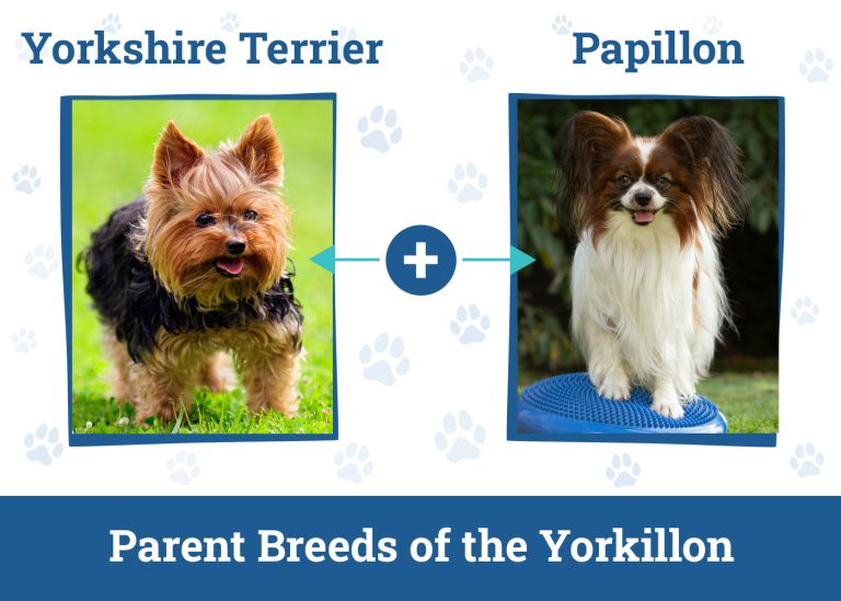 Yorkillon (Yorkshire Terrier & Papillon Mix): Info, Pictures, Care ...