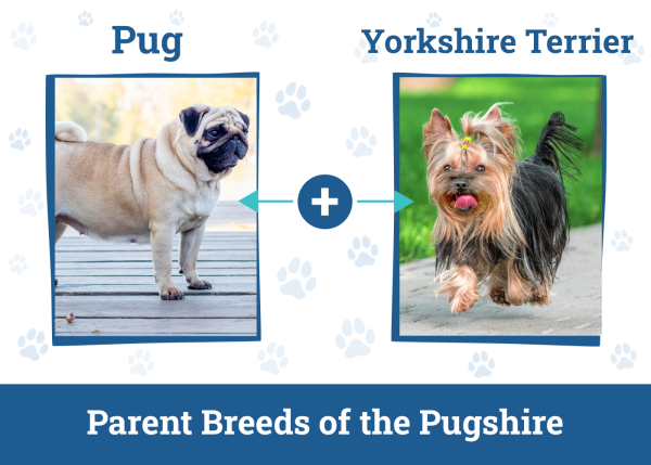 Pugshire (Pug & Yorkshire Terrier Mix) Dog Breed: Info, Pictures & Care ...