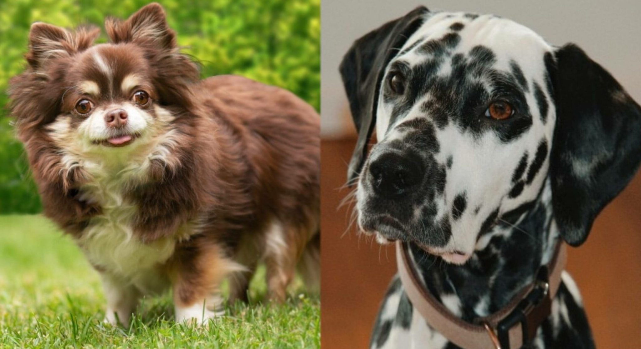 Chimation (Dalmatian & Chihuahua Mix): Pictures, Info, Care & More ...