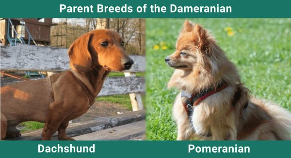 Dameranian (Dachshund & Pomeranian Mix): Info, Pictures, Care & More ...