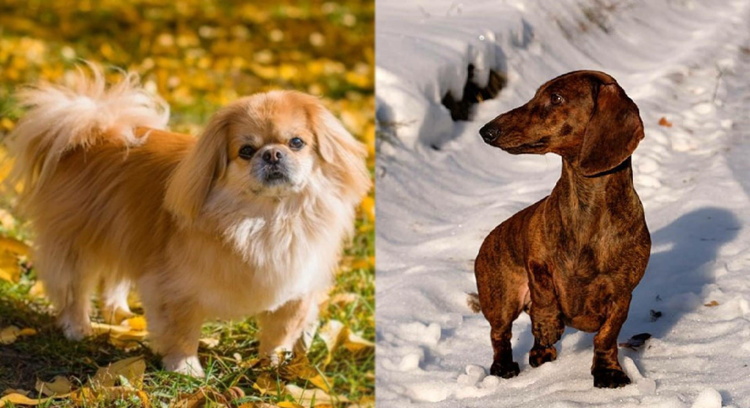 Pekehund (Dachshund & Pekingese Mix): Pictures, Guide, Info & Traits ...