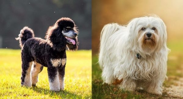 Havapoo (Poodle & Havanese Mix): Info, Pictures, Care & More – Dogster
