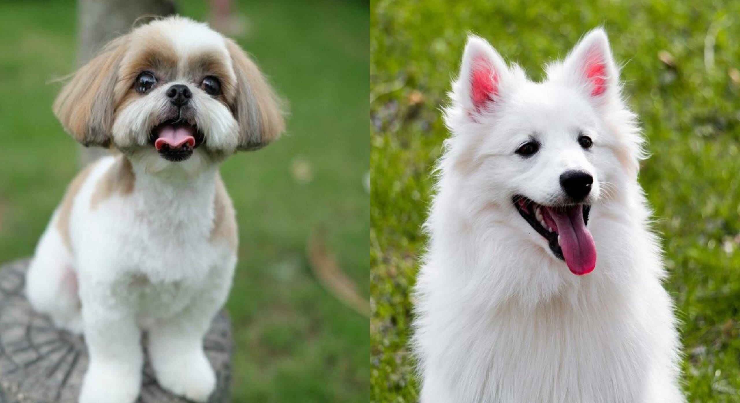 Shih-Mo (Shih Tzu & American Eskimo Mix): Info, Pictures, Care & More ...