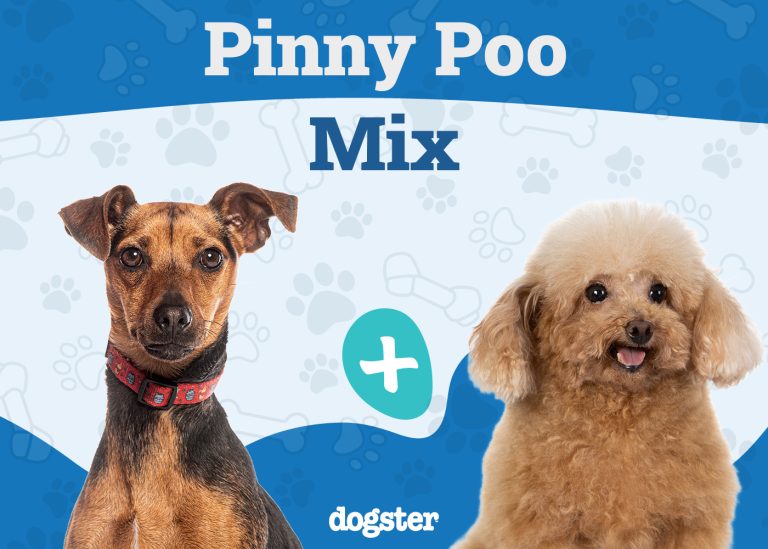 Pinny-Poo (Miniature Pinscher & Miniature Poodle Mix): Info, Pictures ...