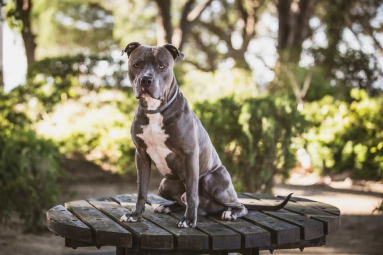 How Much Exercise Does a Pit Bull Need? Average Requirements & Energy ...