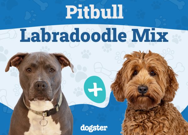 Pitbull Labradoodle Mixed Dog Breed: Info, Pictures, Care & More – Dogster
