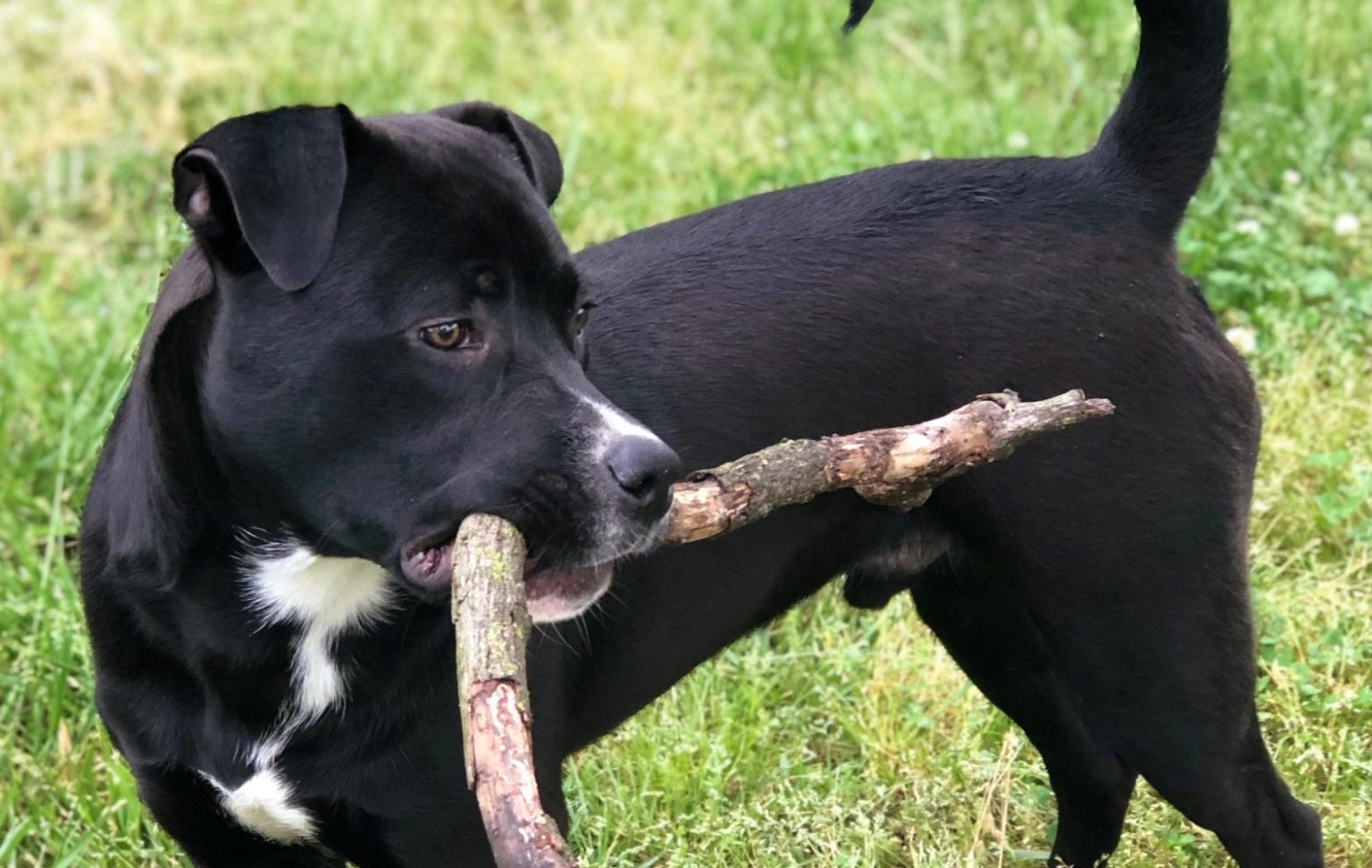 22 Pit Bull Mixes That Are Amazing & Adorable (With Pictures) – Dogster