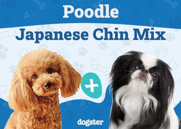 Poochin Dog Breed Guide: Info, Pictures & Care – Dogster