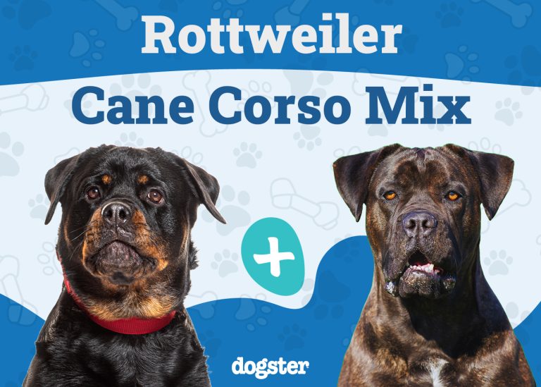 Rotticorso (Cane Corso Rottweiler Mix): Info, Pictures & Care Guide ...