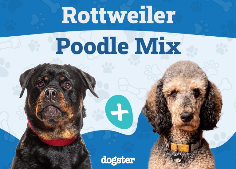 Rottle (Rottweiler & Poodle Mix) Dog Breed: Info, Pictures & Care – Dogster