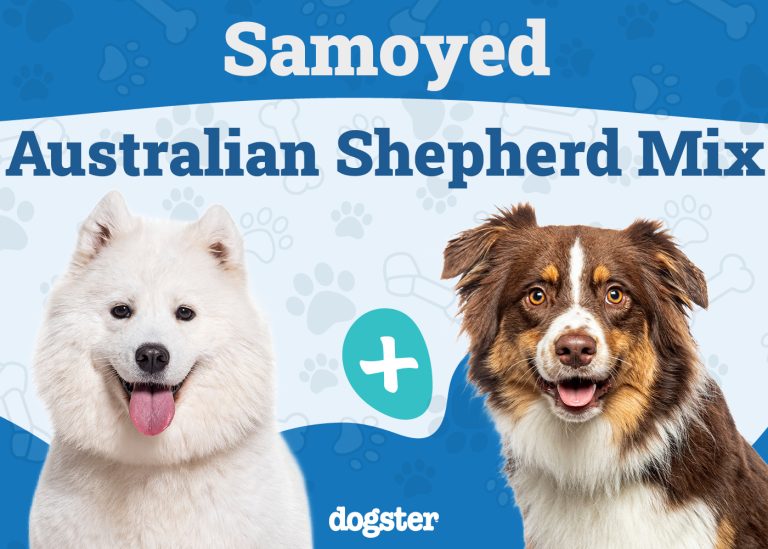 Samoyed Australian Shepherd Mix: Info, Pictures, Care & More – Dogster