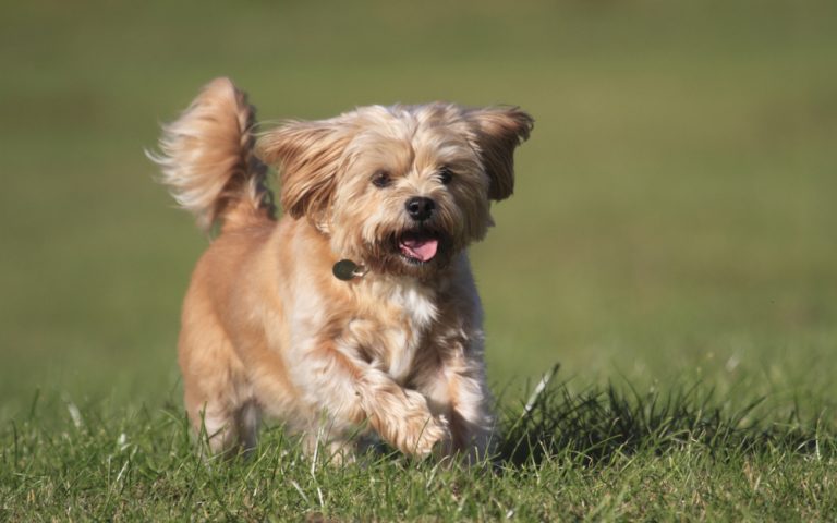 Shorkie Tzu (Yorkie & Shih Tzu Mix): Info, Pictures, Care & More – Dogster