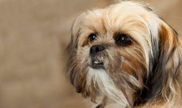 Shorkie Tzu (Yorkie & Shih Tzu Mix): Info, Pictures, Care & More – Dogster