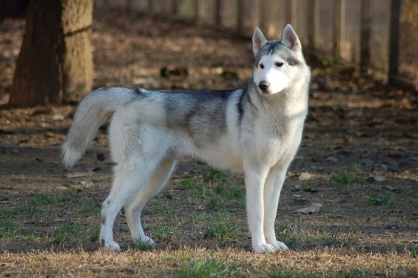 251 Popular & Unique Siberian Husky Names – Dogster