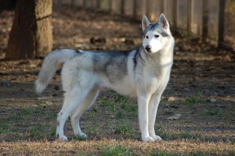 251 Popular & Unique Siberian Husky Names – Dogster