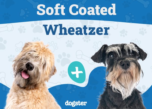 Soft Coated Wheatzer Dog Breed: Info, Pictures, Care & More – Dogster