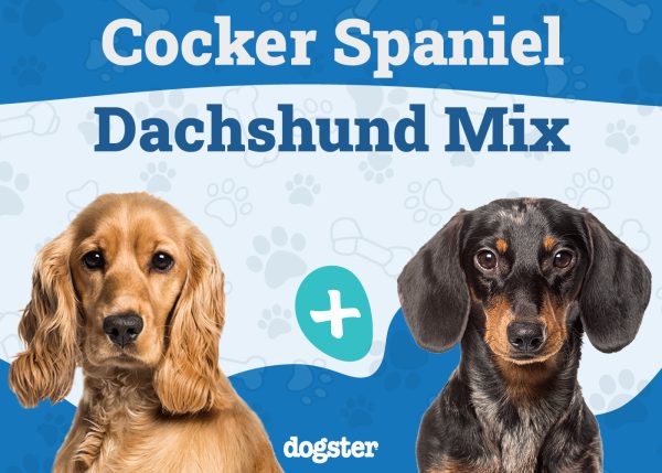 Spaniel-Doxie (Cocker Spaniel & Dachshund Mix): Info, Pictures, Care ...