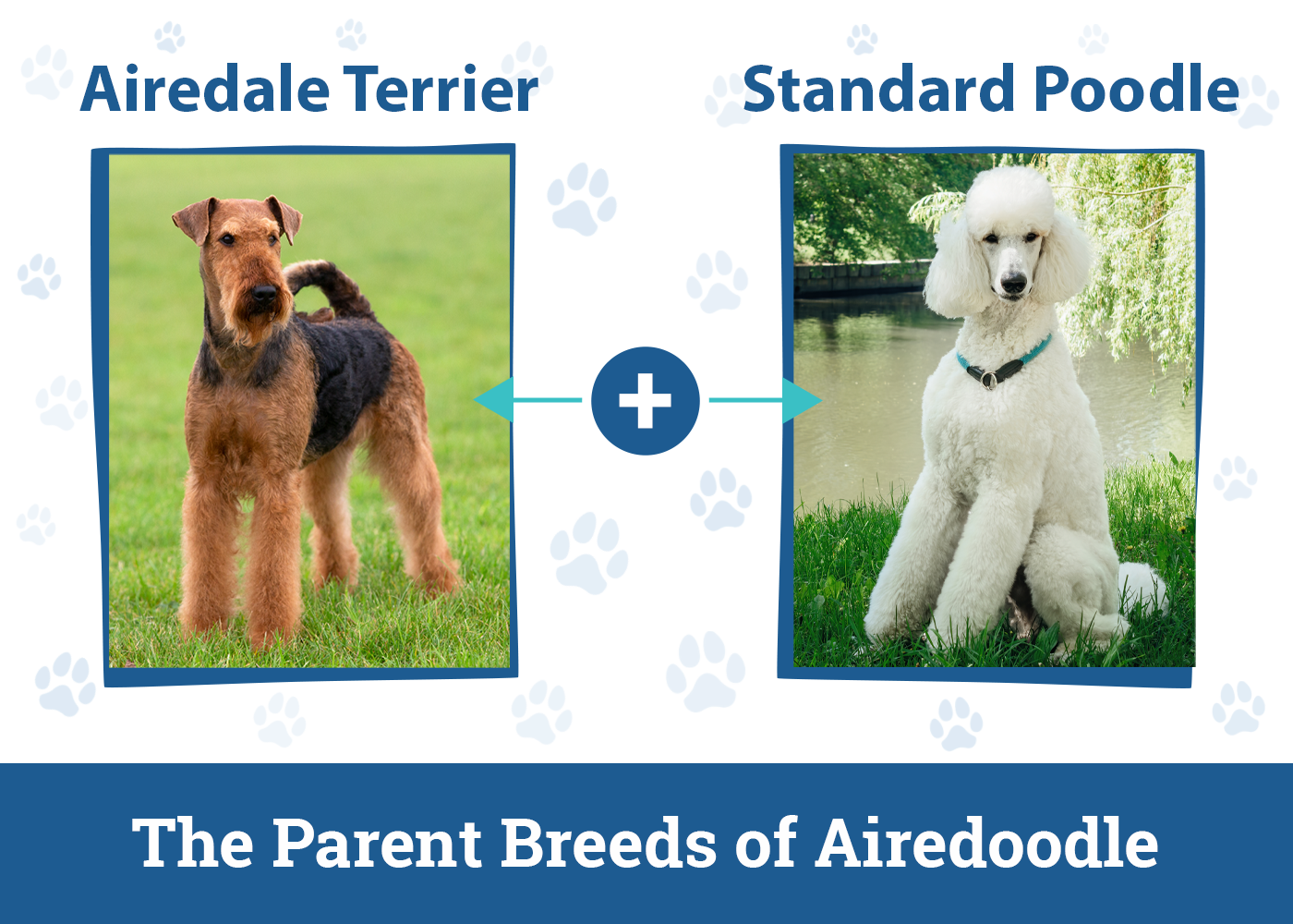 Airedoodle Dog Breed Info: Pictures, Care, Temperament & Traits – Dogster