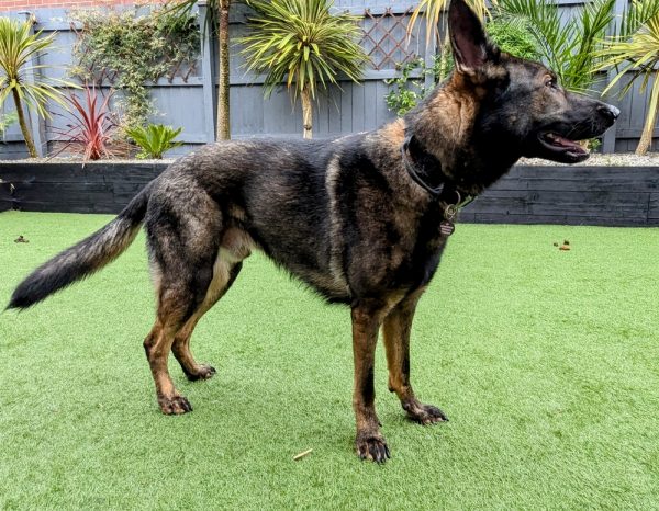 Dog Penis Behavior: Everything You Wanted to Know (Vet Answer) – Dogster