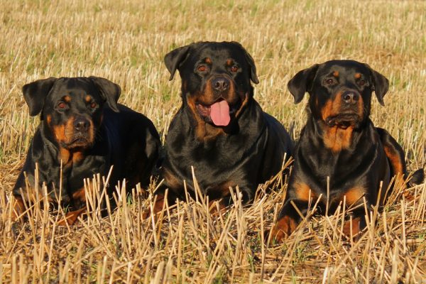 How Much Does It Cost to Own a Rottweiler? 2025 Price Guide – Dogster