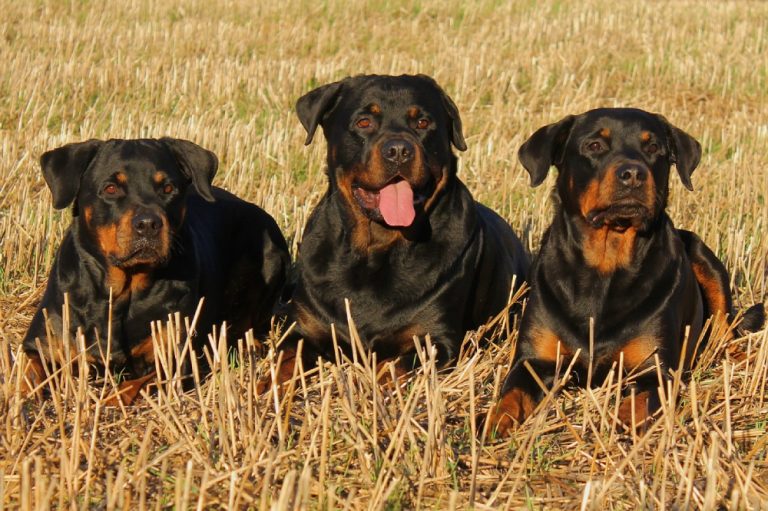 How Much Does It Cost to Own a Rottweiler? 2025 Price Guide – Dogster