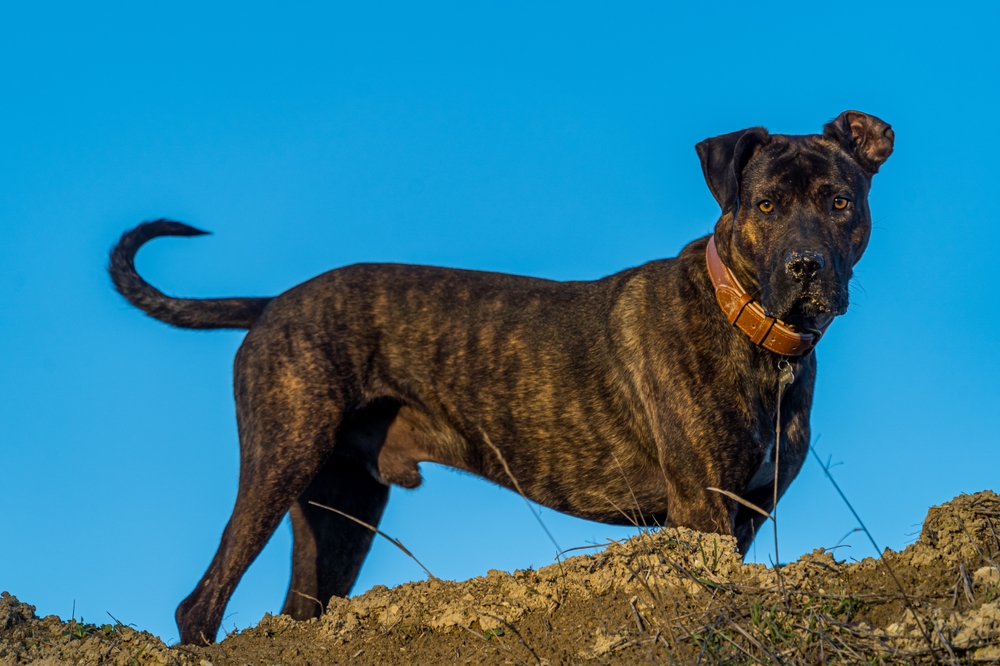 Alano Español Dog Breed: Info, Pictures, Care, Temperament & Traits ...
