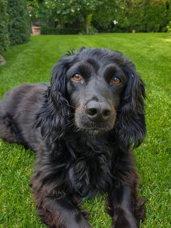 13 Popular Dachshund Mixes (With Pictures) – Dogster