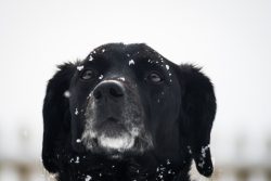 Springador (Springer Spaniel & Labrador Mix): Info, Pictures, Care ...