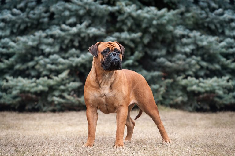 16 Types of Giant Dog Breeds (With Vet-Verified Info & Pictures) – Dogster