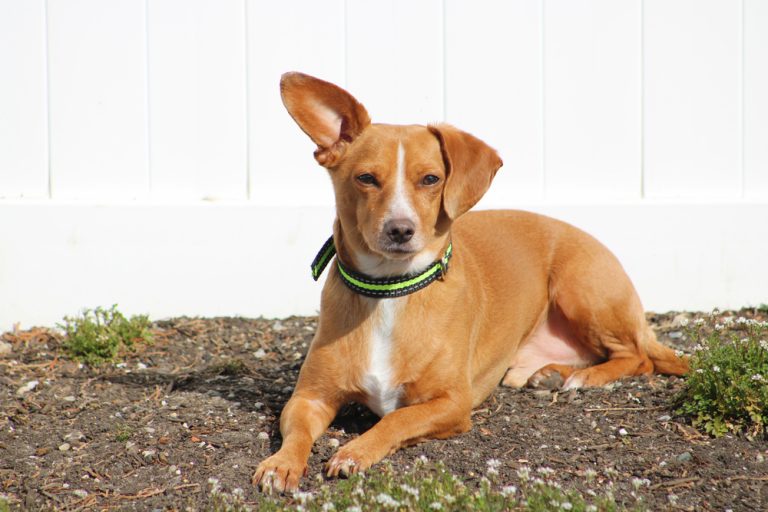 Chiweenie (Chihuahua & Dachshund Mix): Info, Pictures, Care & Traits ...
