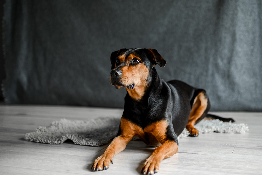 13 Popular Dachshund Mixes (With Pictures) – Dogster