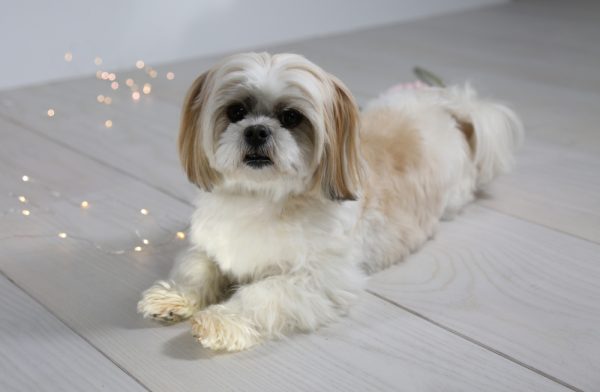 Malshi (Maltese & Shih Tzu Mix): Info, Pictures, Care & More – Dogster