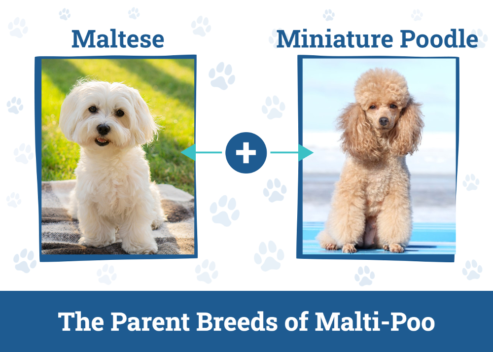 Malti-Poo (Maltese & Miniature Poodle Mix): Info, Pictures, Care & More ...