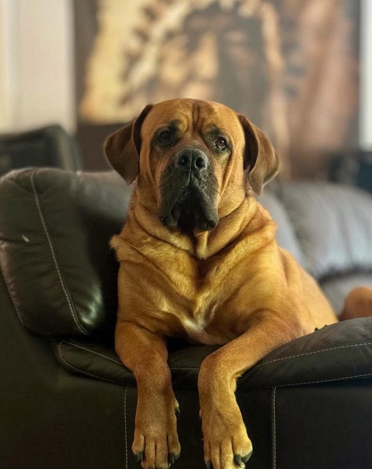 Mastweiler (Mastiff & Rottweiler Mix): Info, Pictures, Care & More ...
