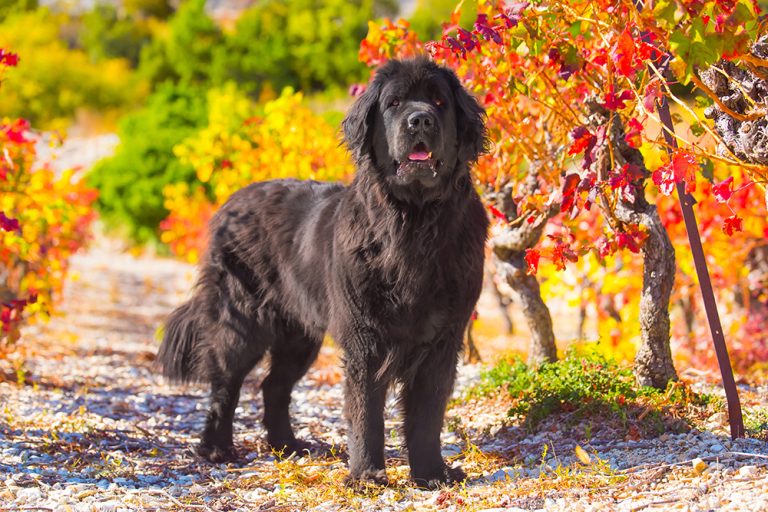 8 Beautiful Newfoundland Dog Colors & Patterns (With Info & Pictures ...