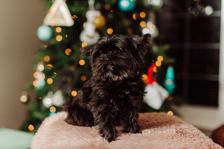 Shorkie Tzu (Yorkie & Shih Tzu Mix): Info, Pictures, Care & More – Dogster