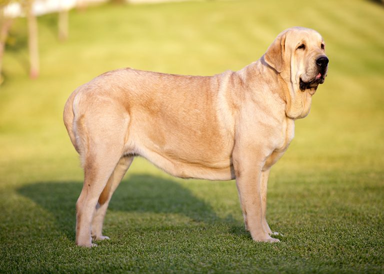 16 Types of Giant Dog Breeds (With Info & Pictures) – Dogster