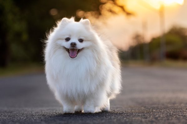 10 White Dog Breeds: Big, Small & Fluffy (With Info & Pictures) – Dogster