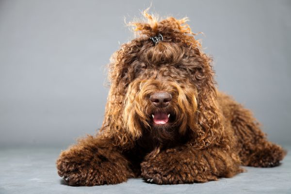 13 Dogs With Curly Ears: Info, Pictures, Facts & History – Dogster