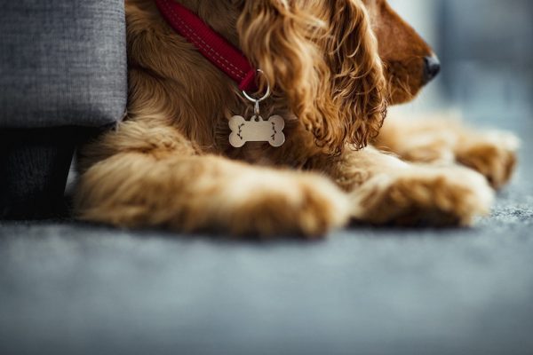 What to Put on a Dog Tag: Important Information – Dogster