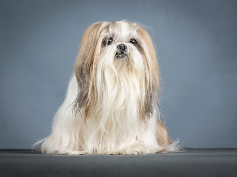 Lhasa Apso vs Shih Tzu: The Differences (With Pictures) – Dogster