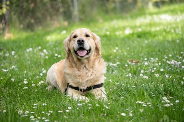 How Old Is 7 in Dog Years? Vet-Approved Guide to Each Size of Dog – Dogster