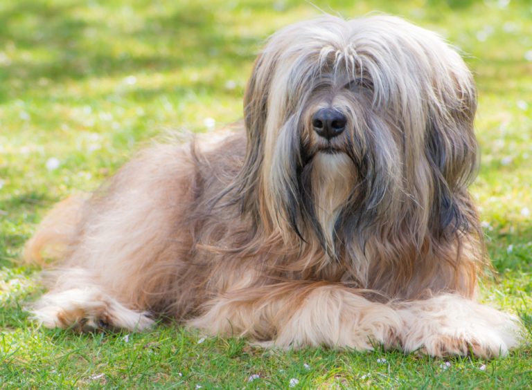 20 Long-Haired Dog Breeds: Info, Pictures & Origins – Dogster