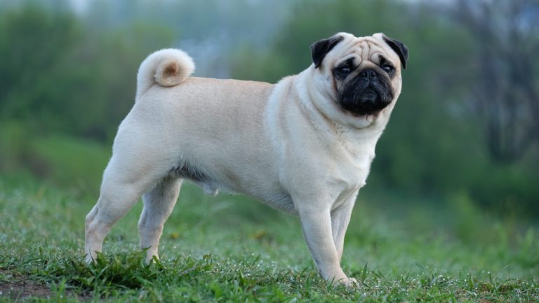 8 Chinese Dog Breeds (With Info & Pictures) – Dogster