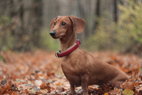 195 Red Dog Names: Top Names for Fiery Canines – Dogster