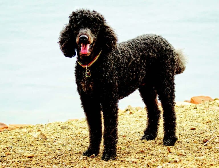 Standard Poodle Dog Breed: Info, Pictures, Traits & Care Guide – Dogster