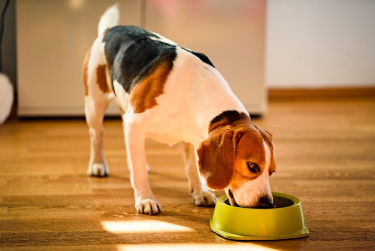 Do You Have a Food-Obsessed Dog? 10 Vet Approved Tips On How To Work ...